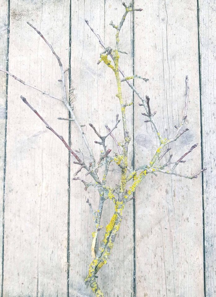 How to Make a DIY POM POM Tree - DIY Spring Decoration - Lil Tigers