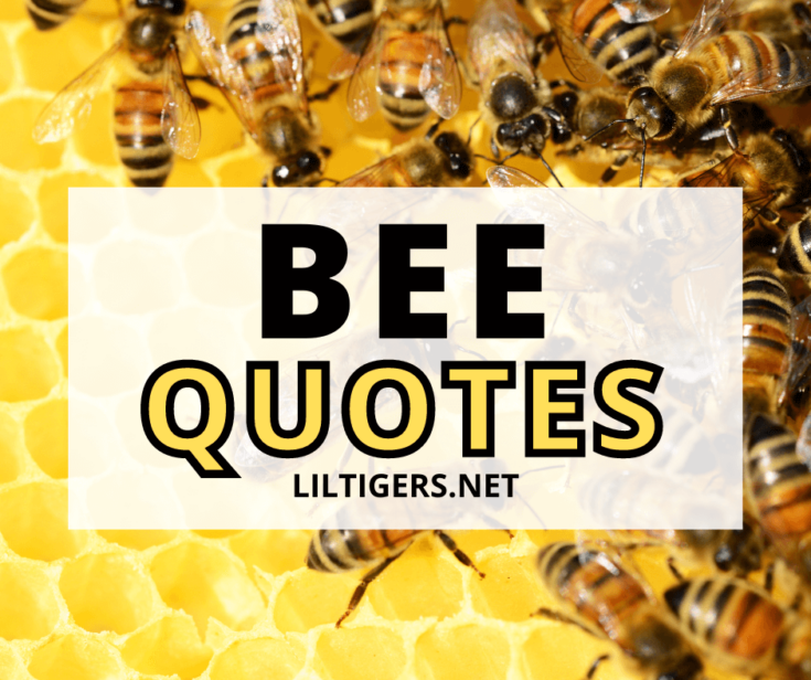 75 Best Bee Quotes and Inspirational Bee Sayings - Lil Tigers