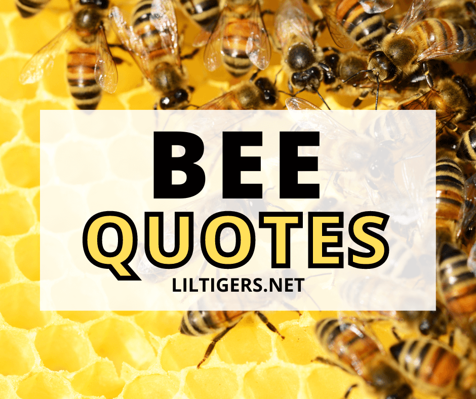 75 Best Bee Quotes And Inspirational Bee Sayings Lil Tigers