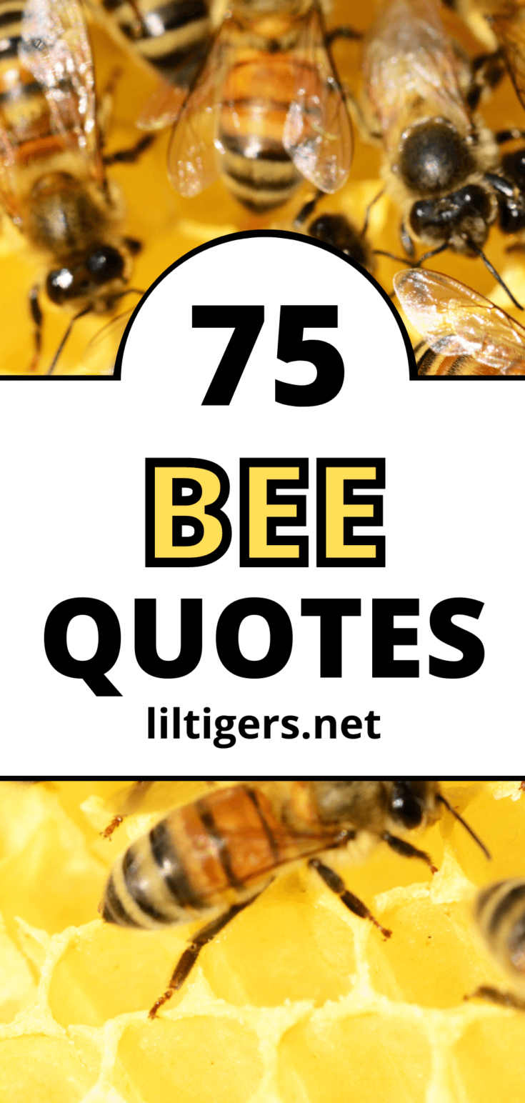 75 Best Bee Quotes and Inspirational Bee Sayings - Lil Tigers