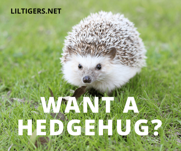20 Cute Hedgehog Quotes, Sayings, and Wishes - Lil Tigers