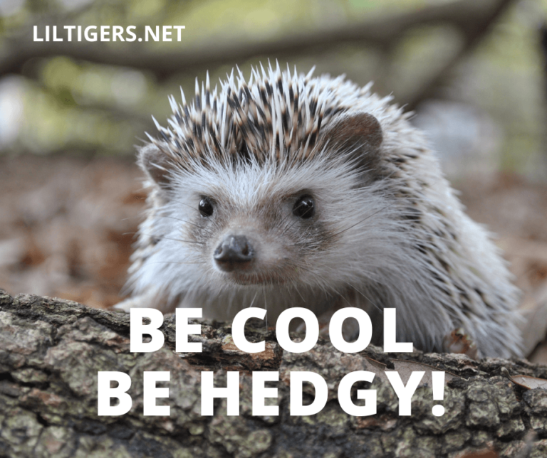20 Cute Hedgehog Quotes, Sayings, and Wishes - Lil Tigers