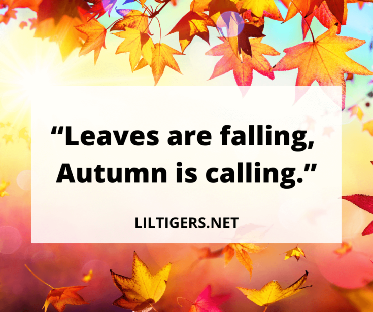 75 Best Leaf Quotes, Sayings & Captions - Lil Tigers