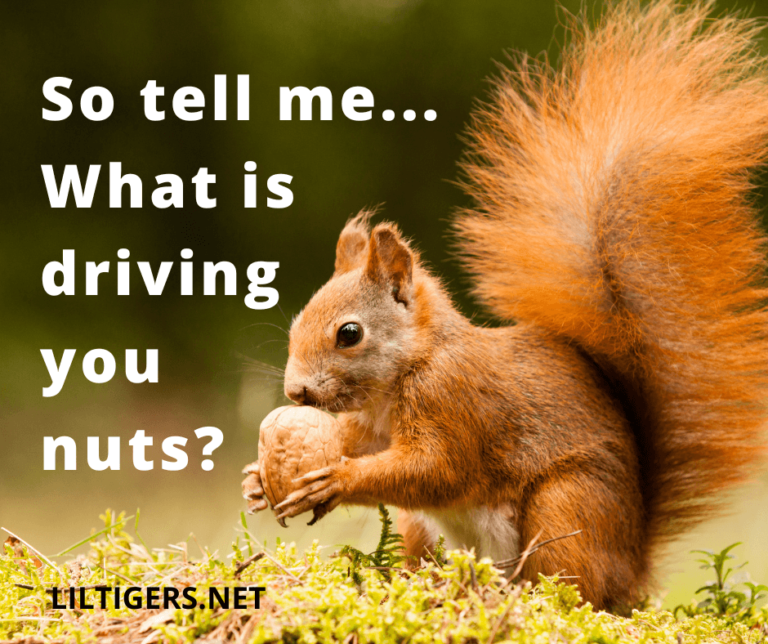 20 Inspirational Squirrel Quotes & Sayings - Lil Tigers