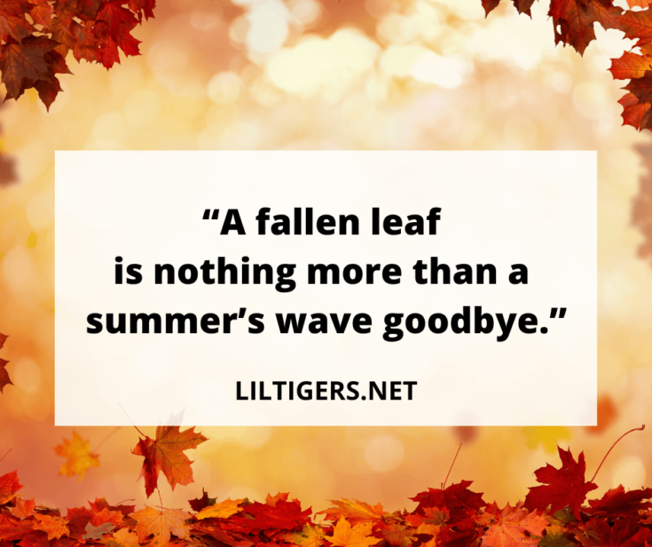 75 Best Leaf Quotes, Sayings & Captions - Lil Tigers