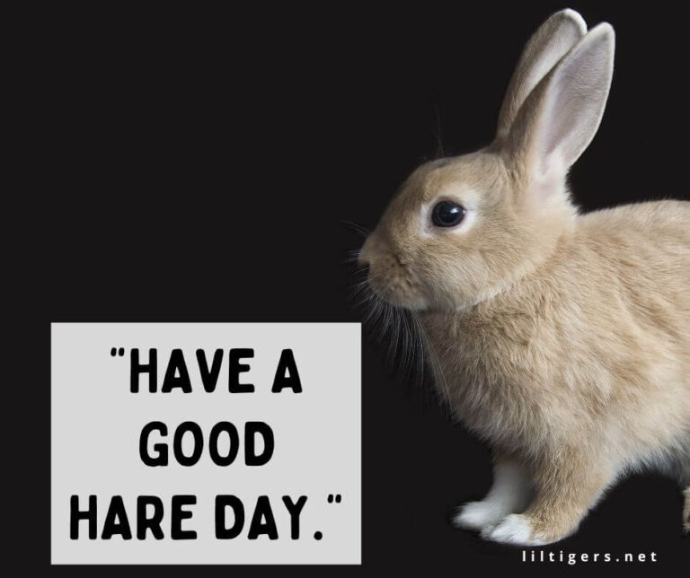 130 Best Bunny Quotes for Kids - Lil Tigers